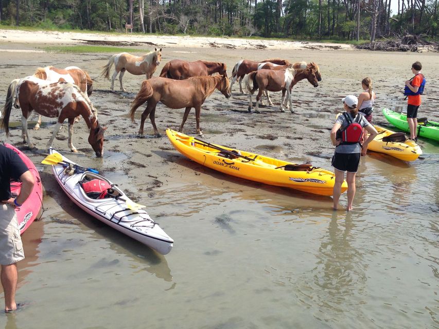 From Chincoteague: Guided Kayak Tour to Assateague Island - Who Would Enjoy This Tour?