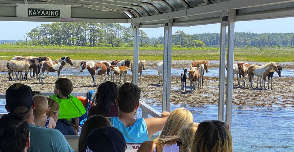 From Chincoteague Island: Assateague Island Boat Tour - What to Expect on the Assateague Island Boat Tour