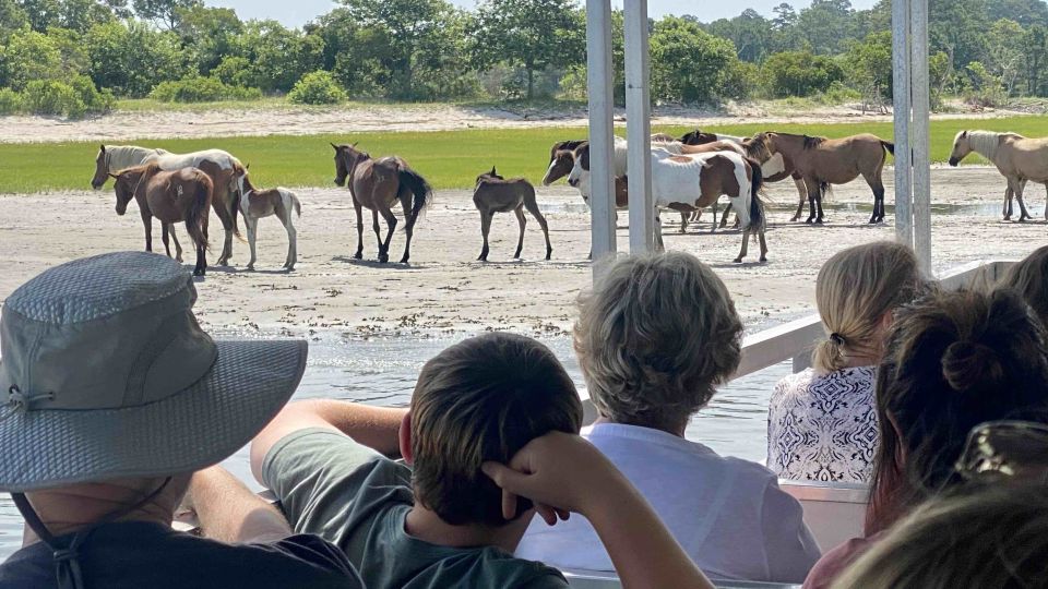 From Chincoteague Island: Assateague Island Boat Tour - Final Thoughts