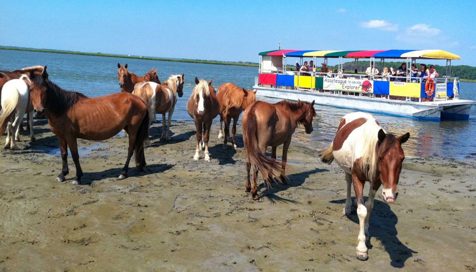 From Chincoteague Island: Assateague Island Boat Tour - FAQs