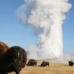 From Cody: Full-Day Yellowstone National Park Tour - Transportation, Timing, and Group Experience