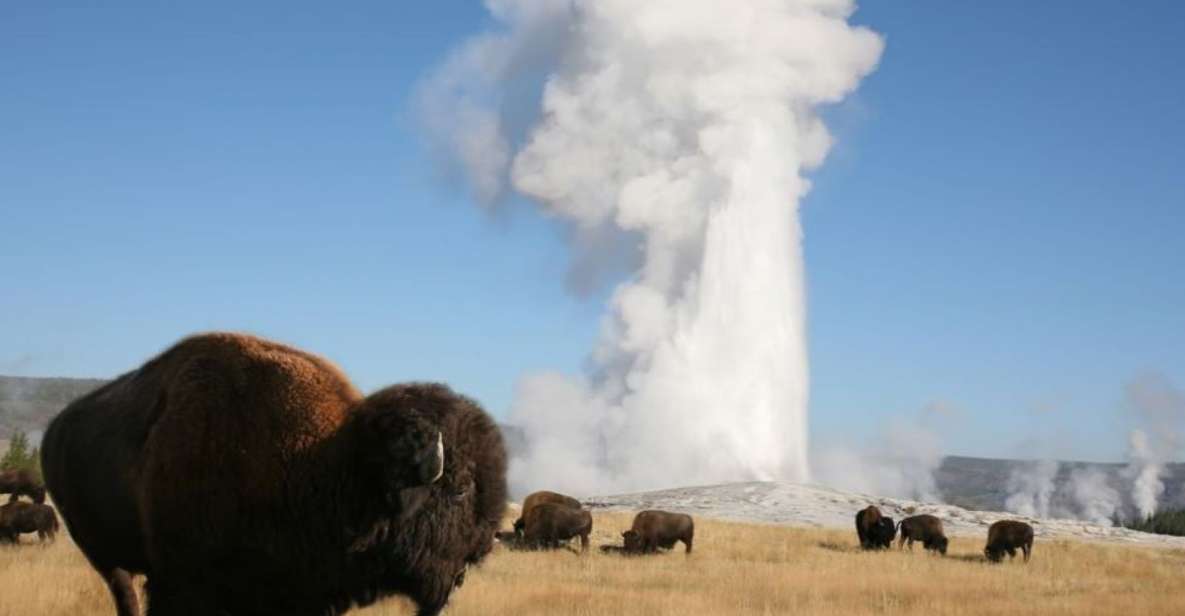 From Cody: Full-Day Yellowstone National Park Tour - Transportation, Timing, and Group Experience