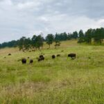From Denver: Red Rocks and Foothills Half-Day Guided Tour - What You Can Expect During Your Tour
