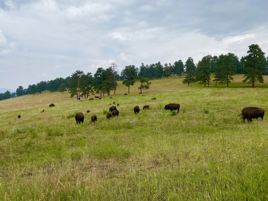 From Denver: Red Rocks and Foothills Half-Day Guided Tour - What You Can Expect During Your Tour