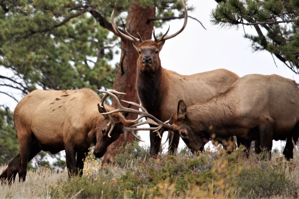 From Denver: Rocky Mountain National Park Day Trip and Lunch - The Experience You’ll Gain