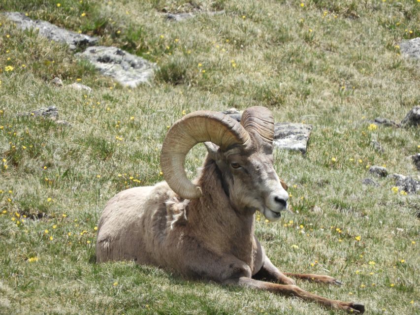 From Denver: Rocky Mountains Jeep Tour with Picnic Lunch - An In-Depth Look at the Rocky Mountains Jeep Tour