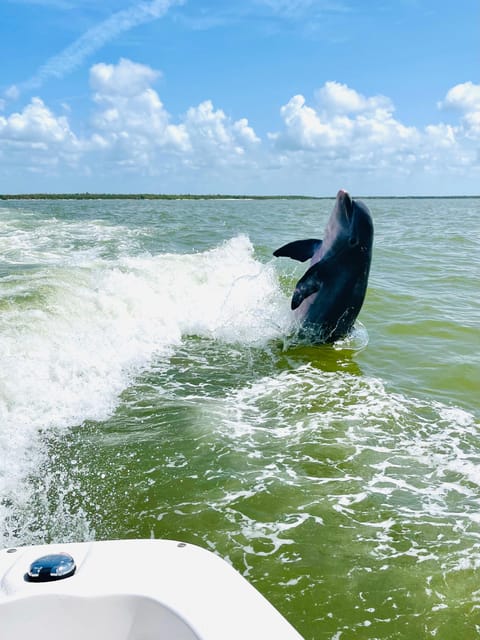 From Goodland: Private Shelling and Dolphin Watching Cruise - Key Points