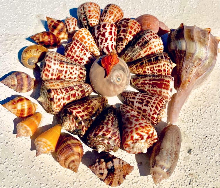 From Goodland: Private Shelling and Dolphin Watching Cruise - Who Should Book This Tour?