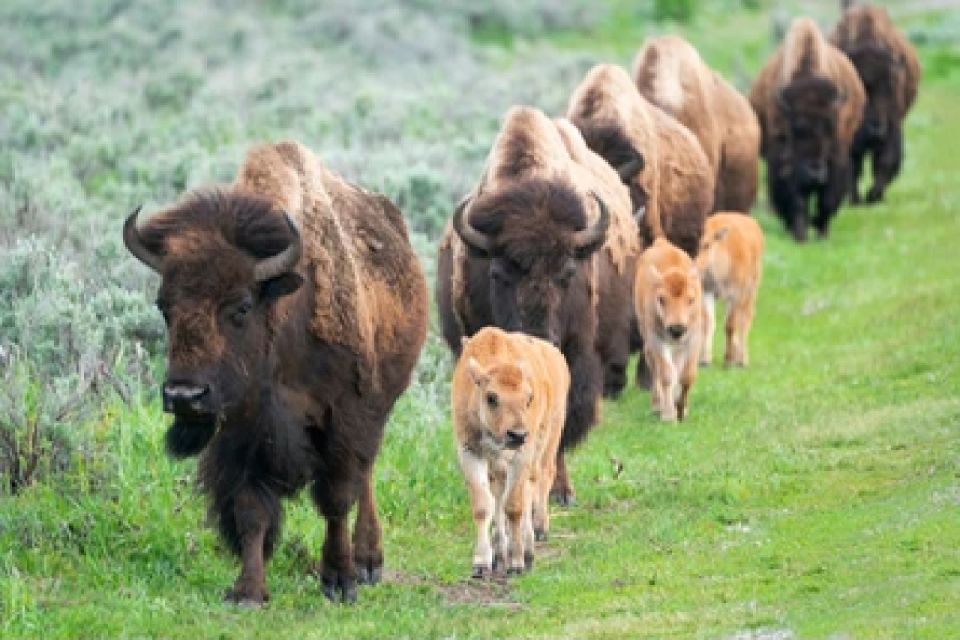 From Jackson: 2-Day Grand Teton and Yellowstone Tour - Who Is This Tour Best For?