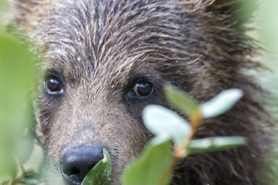 From Jackson: 2-Day Grand Teton and Yellowstone Tour - The Sum Up