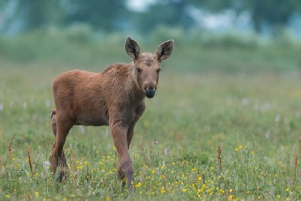 From Jackson: Grand Teton Wildlife & Scenery Tour with Lunch - Key Points