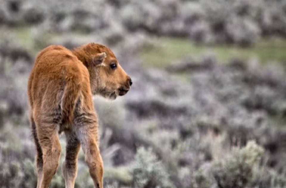 From Jackson: Grand Teton Wildlife & Scenery Tour with Lunch - An In-Depth Look at the Experience