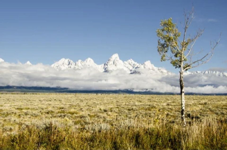 From Jackson: Grand Teton Wildlife & Scenery Tour with Lunch - Price and Value Analysis