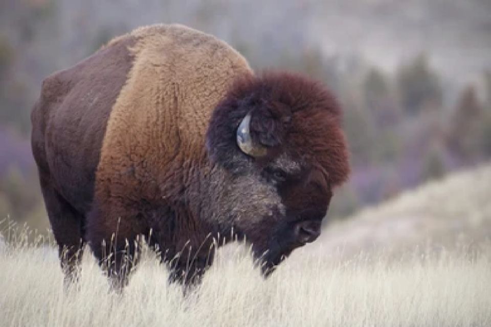 From Jackson: Grand Teton Wildlife & Scenery Tour with Lunch - Final Thoughts