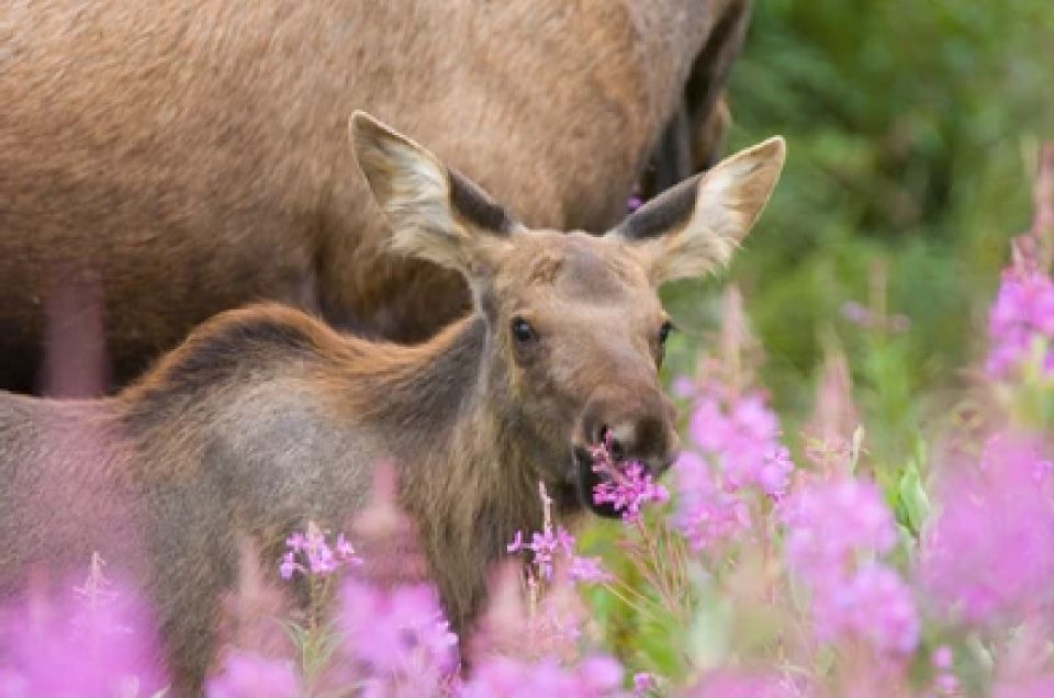 From Jackson: Grand Teton Wildlife & Scenery Tour with Lunch - FAQ