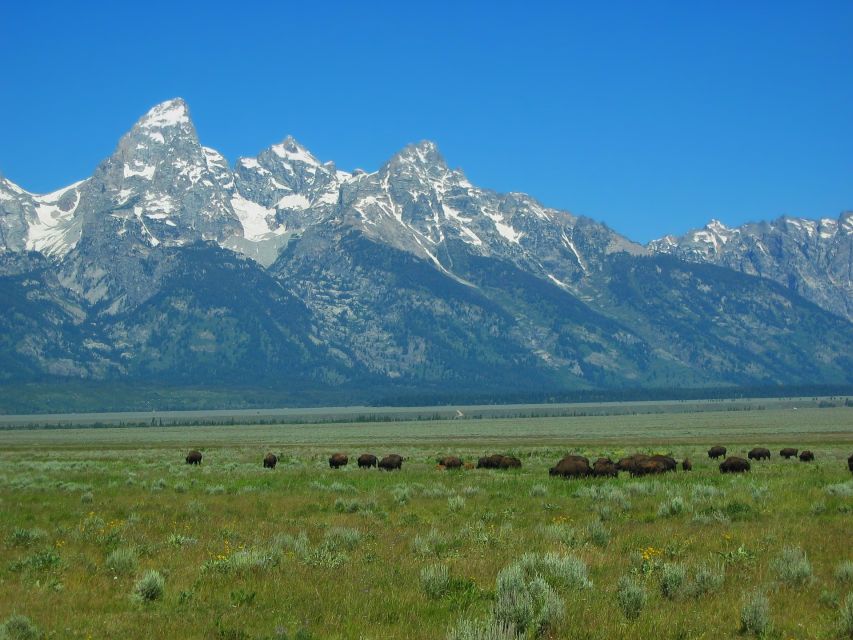 From Jackson: Half-Day Grand Teton National Park Tour - Practicalities and Limitations