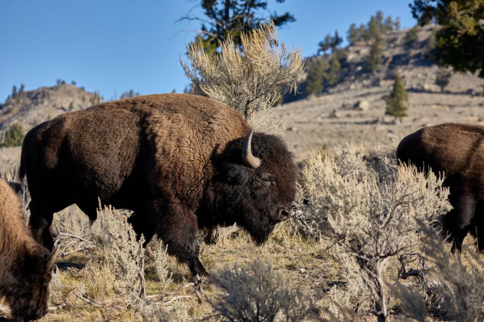 From Jackson: Half-Day Grand Teton National Park Tour - Who Will Love This Tour?