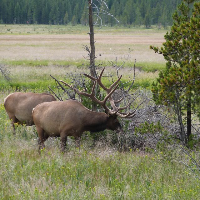 From Jackson: Half-Day Grand Teton National Park Tour - Who Might Be Disappointed?