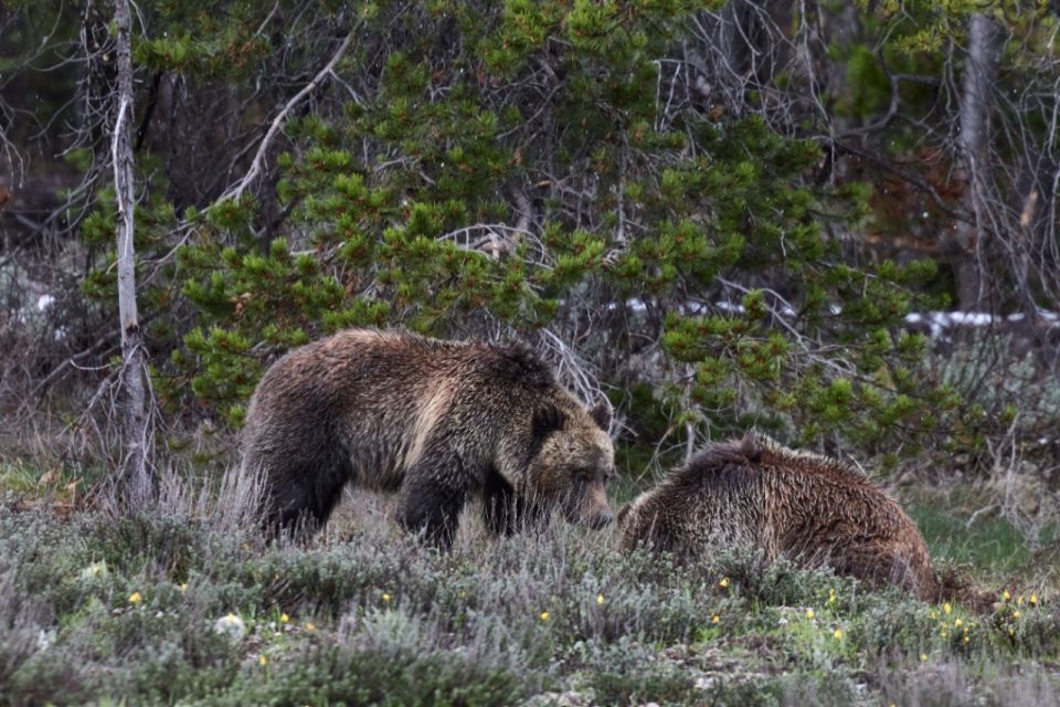From Jackson: Half-Day Grand Teton National Park Tour - Practical Next Steps