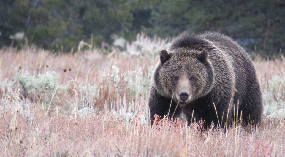 From Jackson Hole: Grand Teton National Park Sunrise Tour - The Guide and Experience Quality