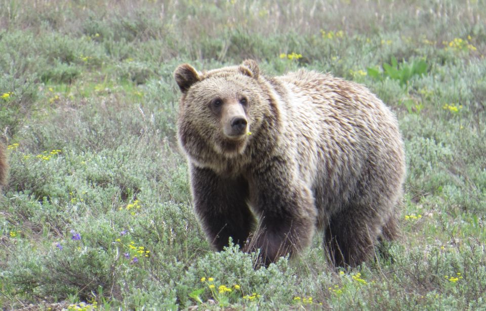 From Jackson Hole: Grand Teton National Park Sunrise Tour - What to Expect From the Tour