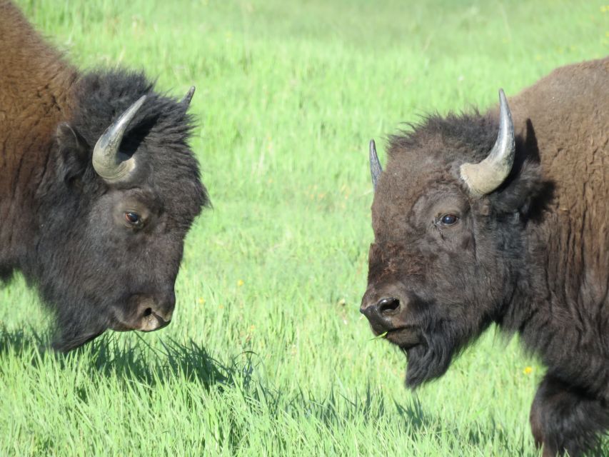 From Jackson Hole: Grand Teton National Park Sunrise Tour - FAQ