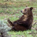 From Jackson Hole: Half-Day Grand Teton Wildlife Tour - An In-Depth Look at the Half-Day Grand Teton Wildlife Tour