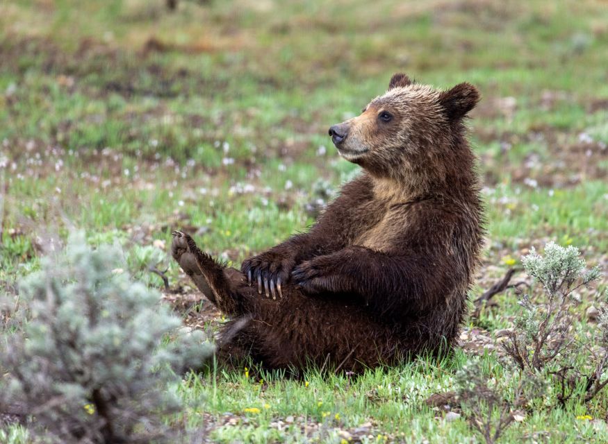 From Jackson Hole: Half-Day Grand Teton Wildlife Tour - An In-Depth Look at the Half-Day Grand Teton Wildlife Tour