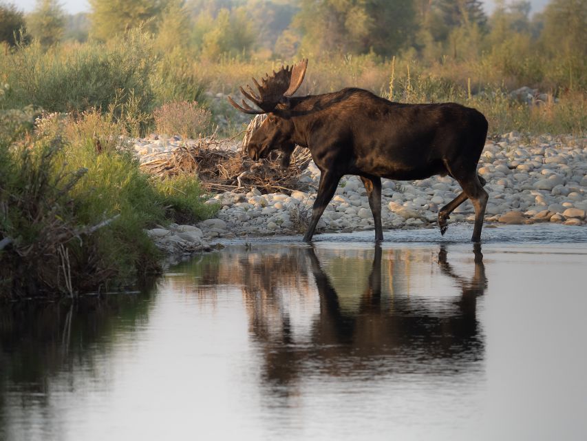 From Jackson Hole: Half-Day Grand Teton Wildlife Tour - Who Will Love This Tour?