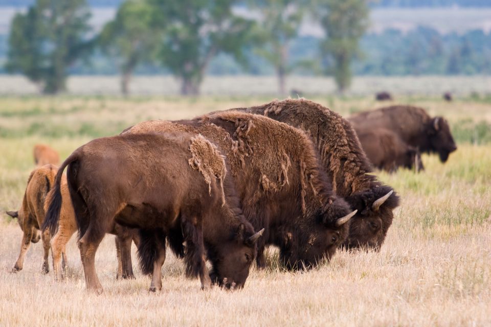From Jackson Hole: Half-Day Grand Teton Wildlife Tour - FAQ