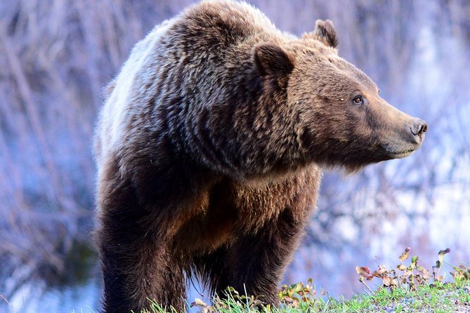 From Jackson Hole: Yellowstone Old Faithful, Waterfalls and Wildlife Day Tour - The Value of the Tour