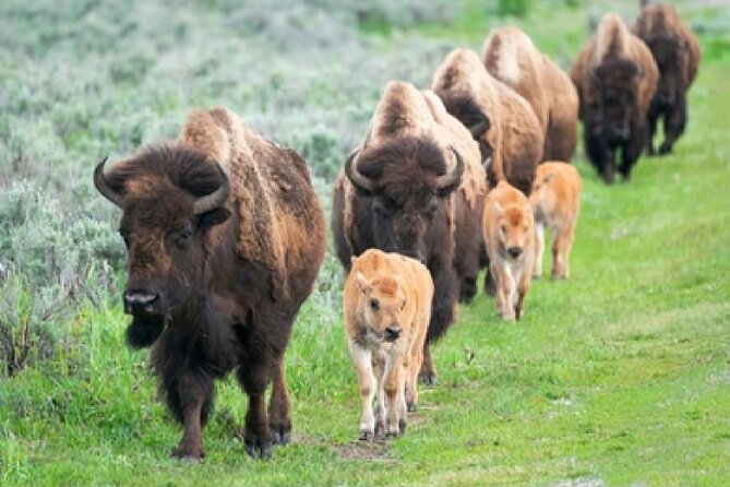From Jackson Hole: Yellowstone Old Faithful, Waterfalls and Wildlife Day Tour - The Sum Up