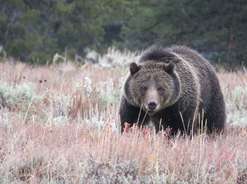 From Jackson: Yellowstone Day Tour Including Entrance Fee - An In-Depth Look at the Yellowstone Day Tour