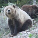 From Jackson: Yellowstone Day Tour Including Entrance Fee - Transport and Timing: Why They Matter