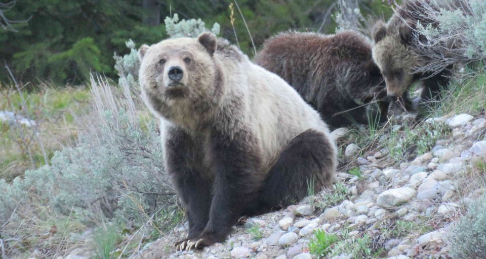 From Jackson: Yellowstone Day Tour Including Entrance Fee - Transport and Timing: Why They Matter