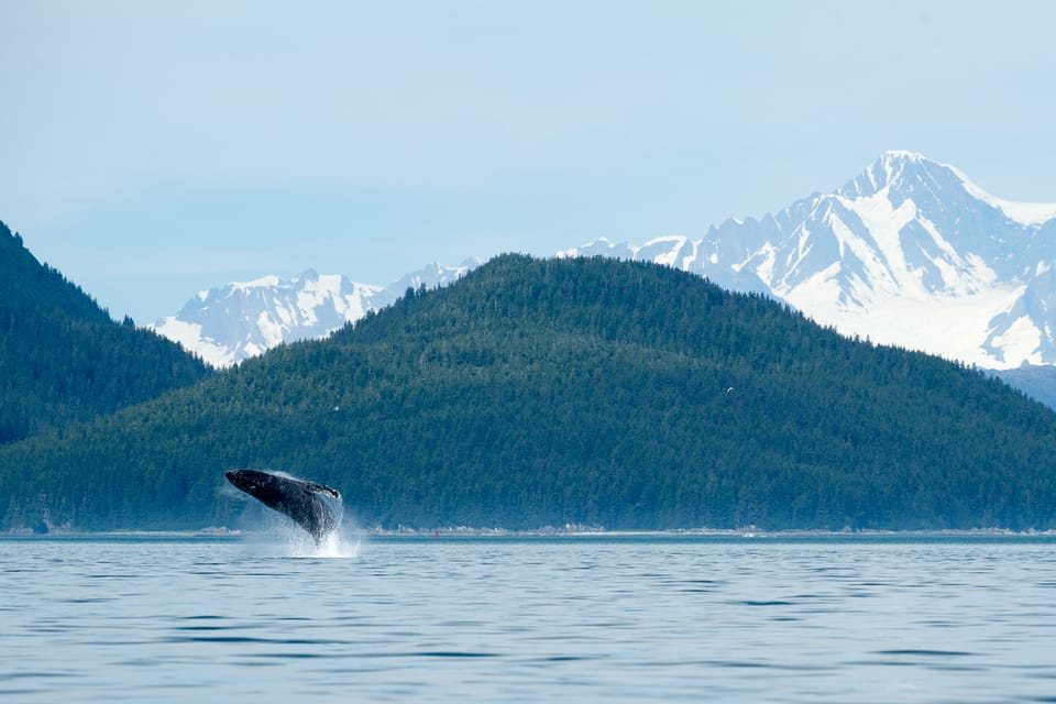 From Juneau: Whale Watching Cruise with Snacks - Authentic Perspectives from Travelers