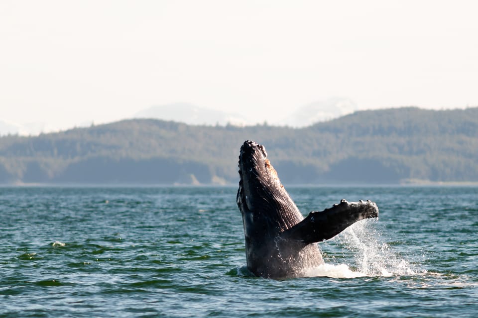 From Juneau: Whale Watching Cruise with Snacks - Who Will Love This Tour?