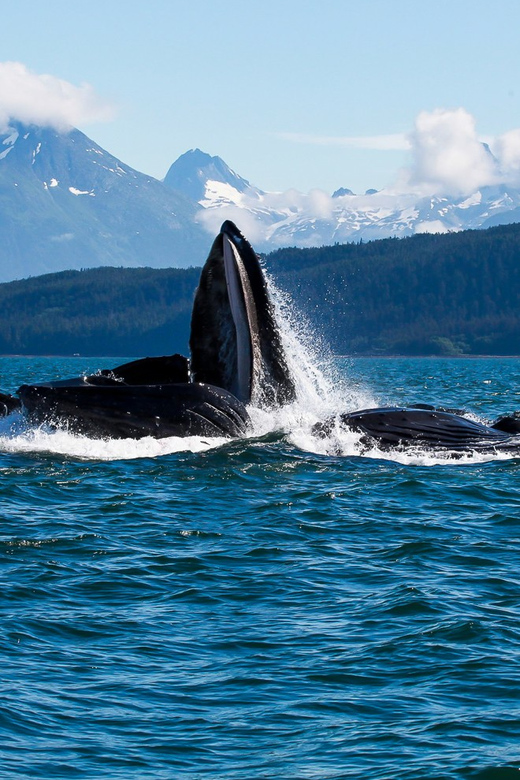 From Juneau: Whale Watching Cruise with Snacks - Frequently Asked Questions