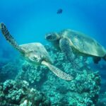 From Kaanapali: Afternoon West Maui Snorkeling w/ Drinks - What Makes This Experience Stand Out?