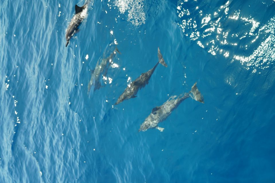 From Ka'anapali: West Maui Half-Day Snorkel Tour w/ Food - Frequently Asked Questions