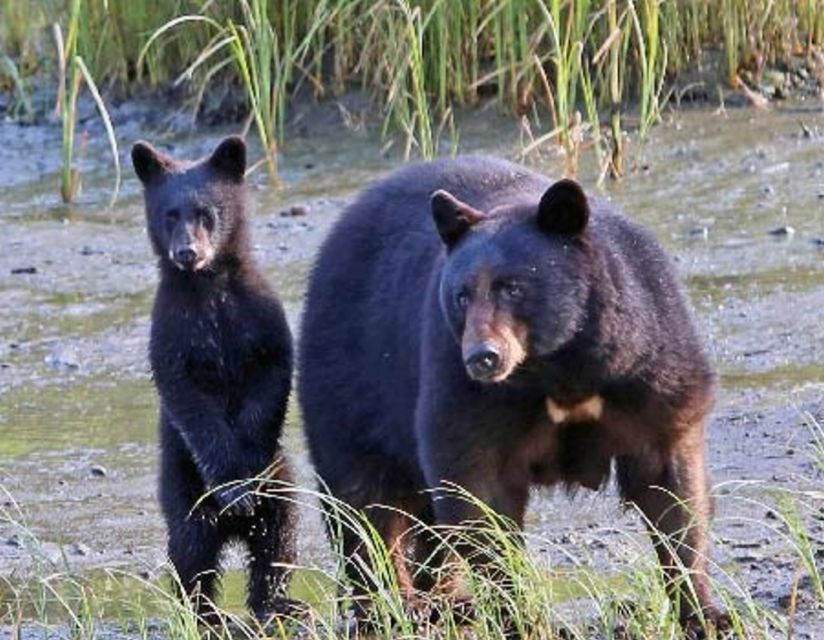 From Ketchikan: Potlatch Totem Park and Herring Cove Tour - Key Points  