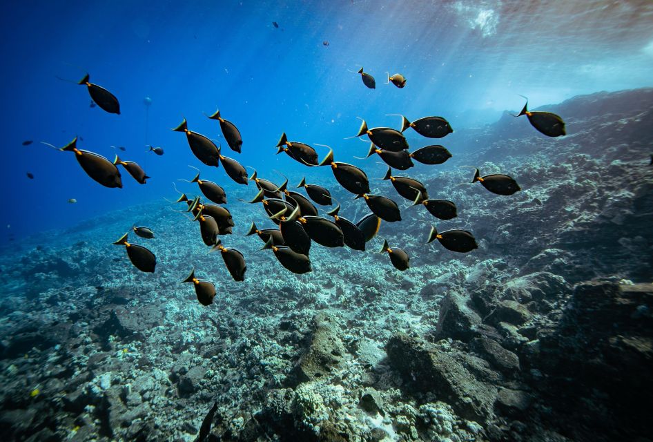 From Kihei: Molokini Crater and Turtle Town Snorkeling - From Kihei: Molokini Crater and Turtle Town Snorkeling — A Full Breakdown