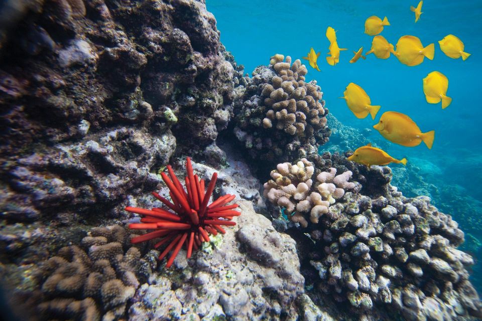 From Kihei: Molokini Crater and Turtle Town Snorkeling - Key Points