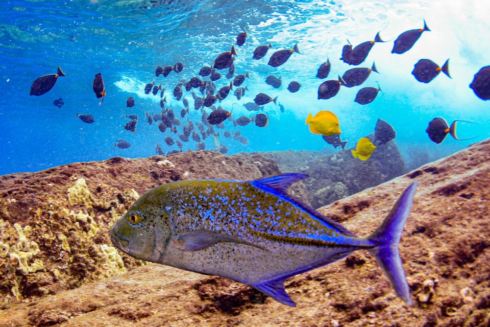 From Kihei: Molokini Crater and Turtle Town Snorkeling - Who Will Love This Tour?