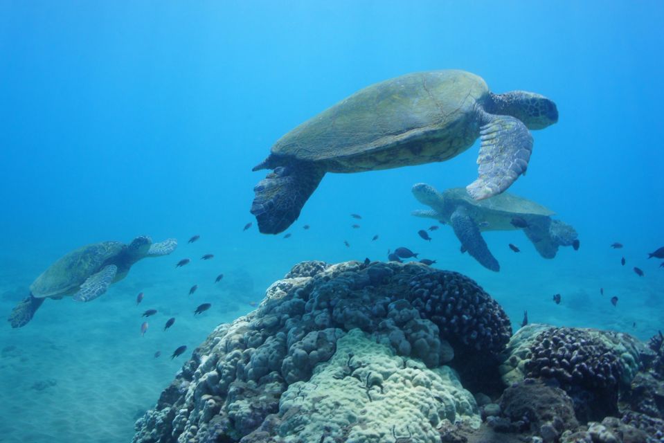 From Kihei: Molokini Snorkel 2-Hour Adventure - What to Expect on This Maui Snorkel Tour