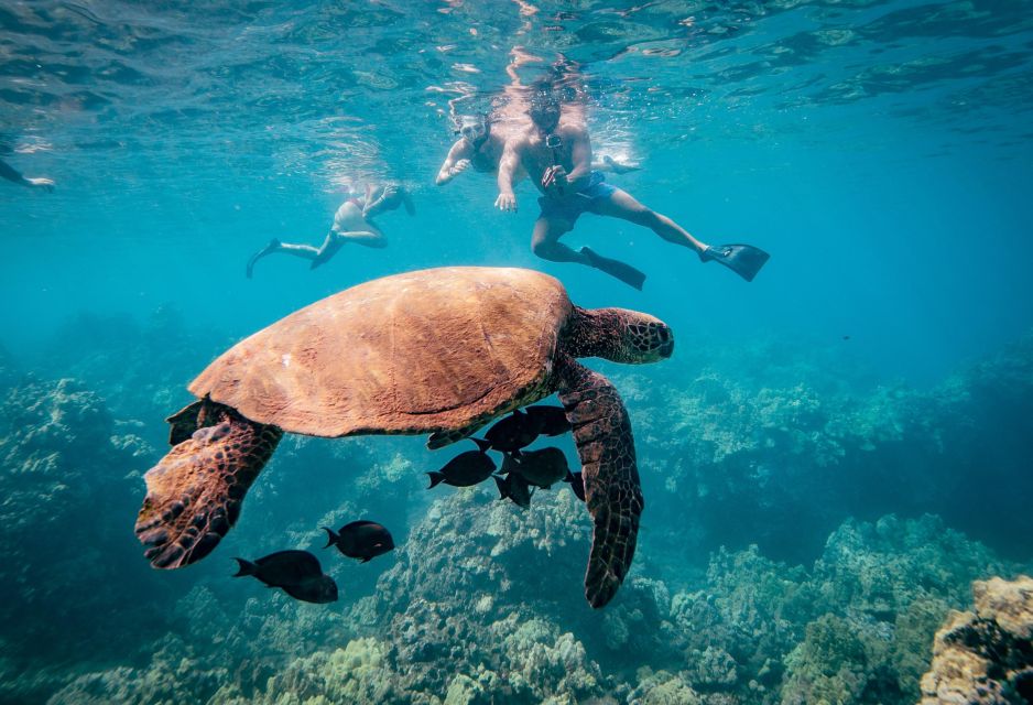 From Kihei: Molokini Snorkel 2-Hour Adventure - Who Will Love This Tour?