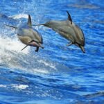 From Kona: Honokohau Sunset Boat Trip with Drinks and Snacks - Analyzing Value and Practicality