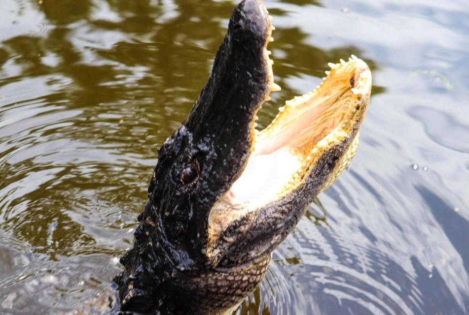 From Lafitte: Swamp Tours South of New Orleans by Airboat - From Lafitte: Swamp Tours South of New Orleans by Airboat Review