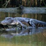 From Lafitte: Swamp Tours South of New Orleans by Airboat - What to Expect from the Tour