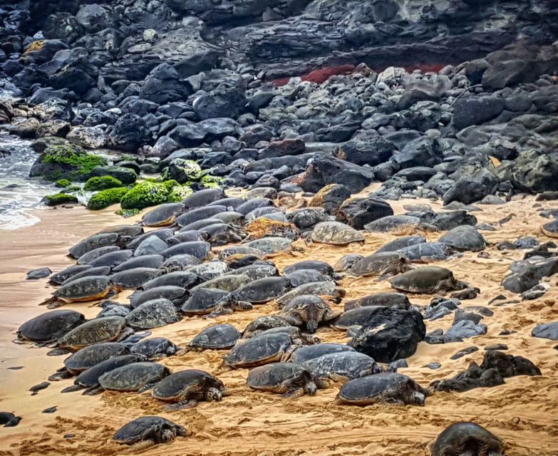 From Lahaina, Maui: Road to Hana Tour - Frequently Asked Questions